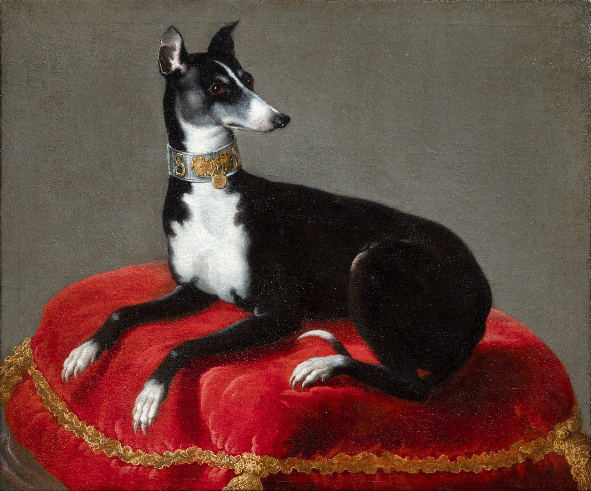 Italian Greyhound on a Red Cushion | Nicholas Hall